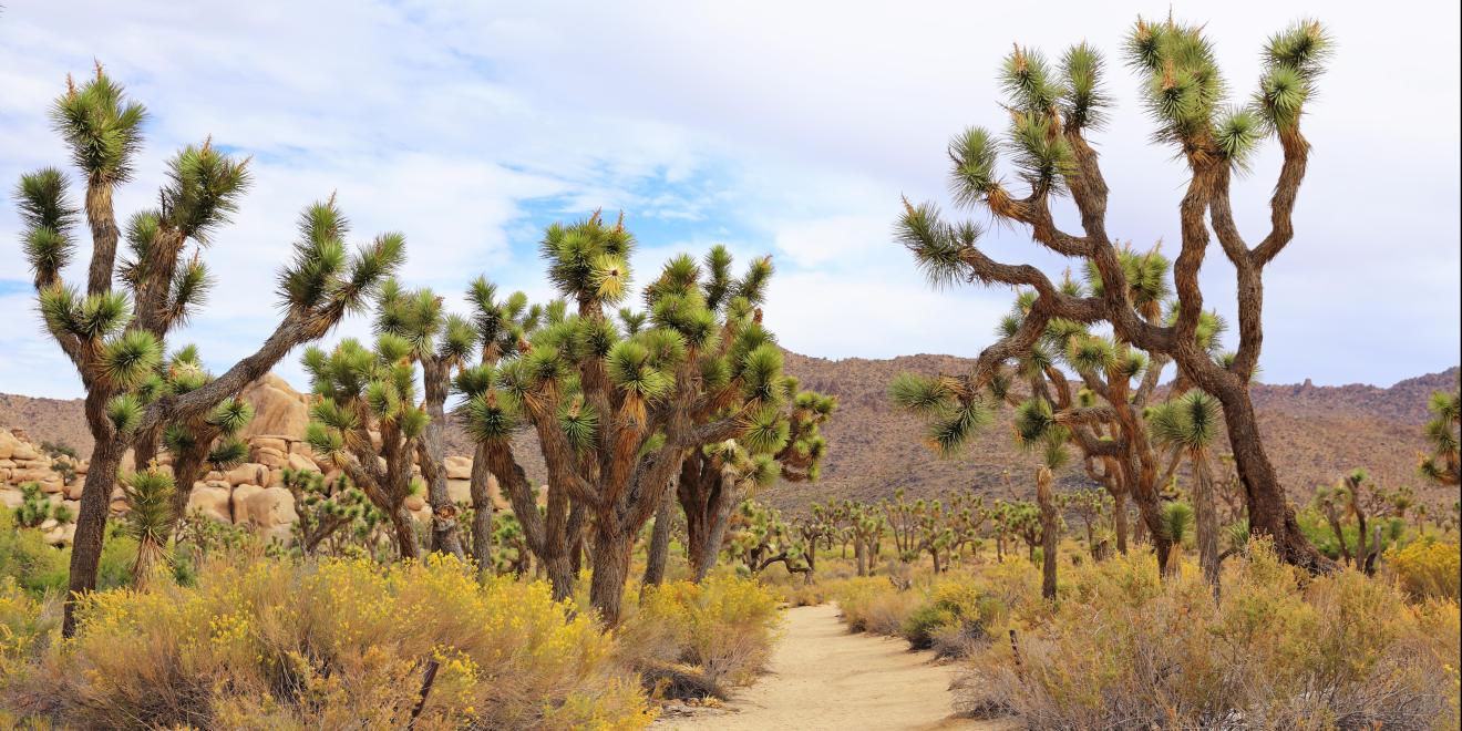Can you Drive through Joshua Tree National Park?